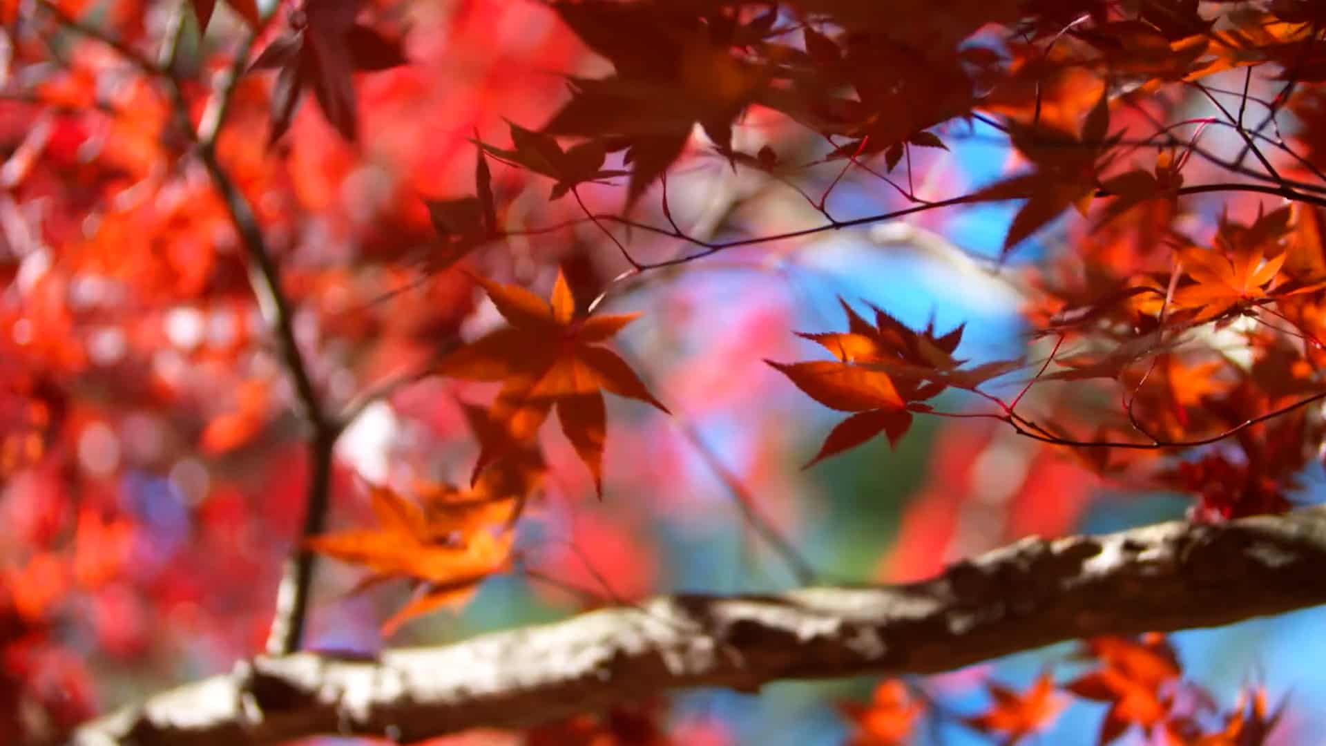 November Ascension Energies Time Jamye Price